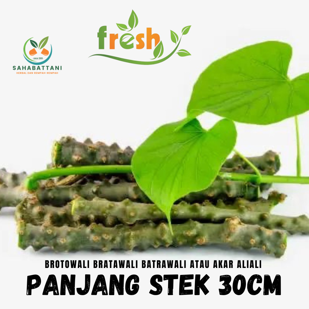 BROTOWALI SEEDS | FRESH BATTERY BEEF ASI 30cm Brotowali/ORIGINAL FRESH ...