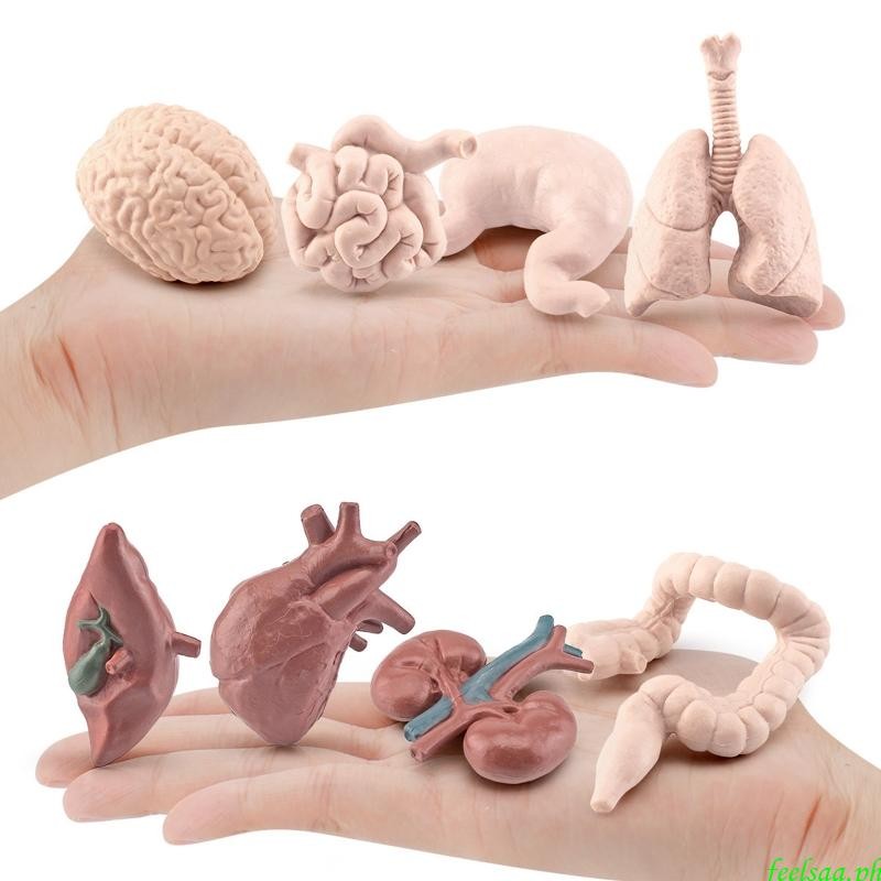 feelsaa Human Torso Simulation Anatomy Organ Biology Models Toy ...