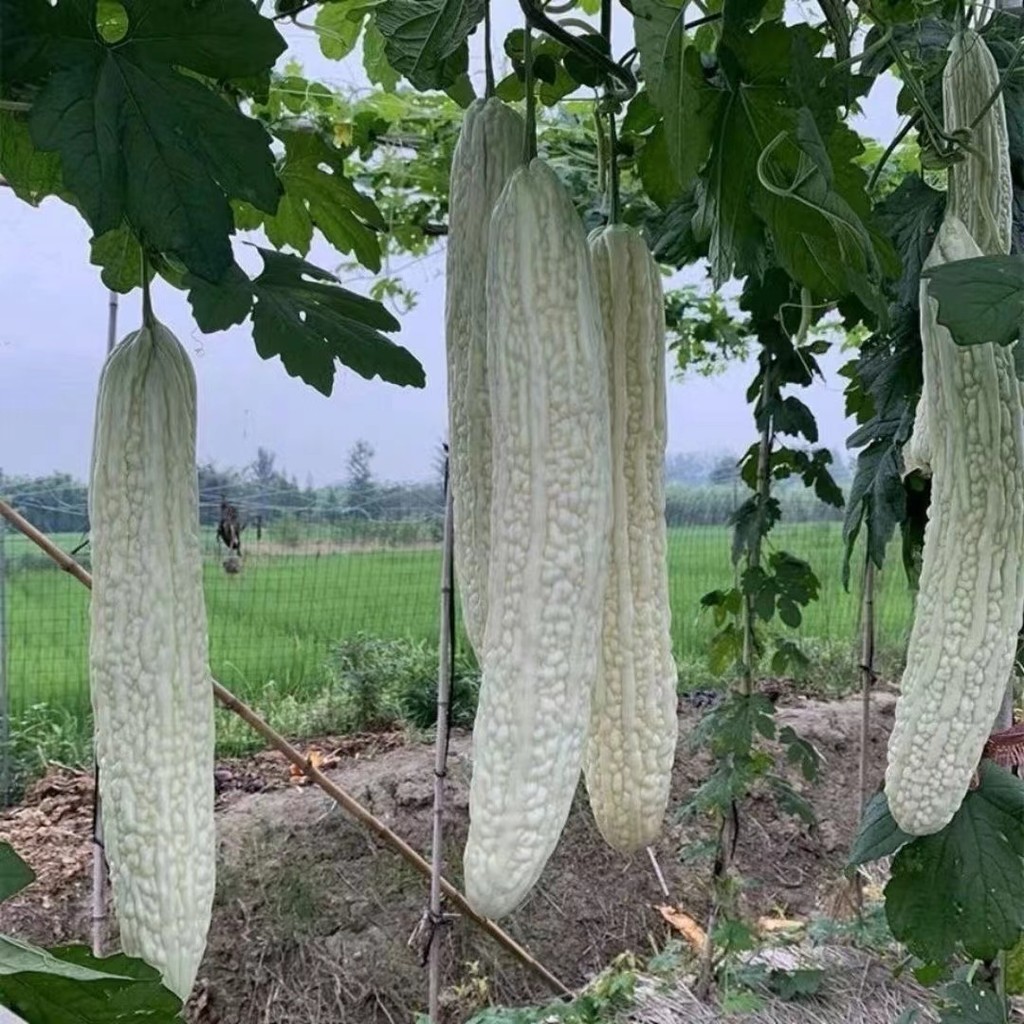 White Bitter Gourd Seeds (20 Seed) AMPALAYA LONG - Long White Variety ...