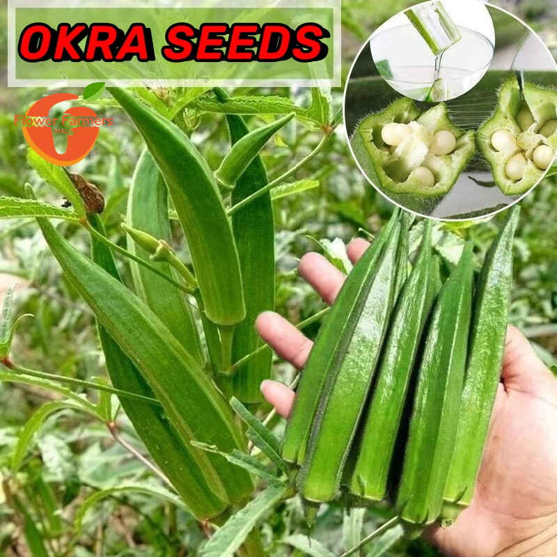 Okra Smooth ( 50+ seeds )-OKRA VEGETABLE SEEDS/Smooth Green Variety ...