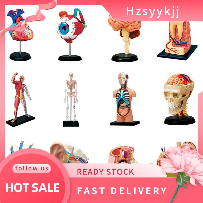 【hzsyykjj】Medical-Torso Human Body Model Removable Parts Education ...