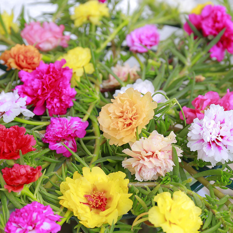Rainbow Portulaca Grandiflora Flower Seeds ( 100 Seeds ) | Shopee ...