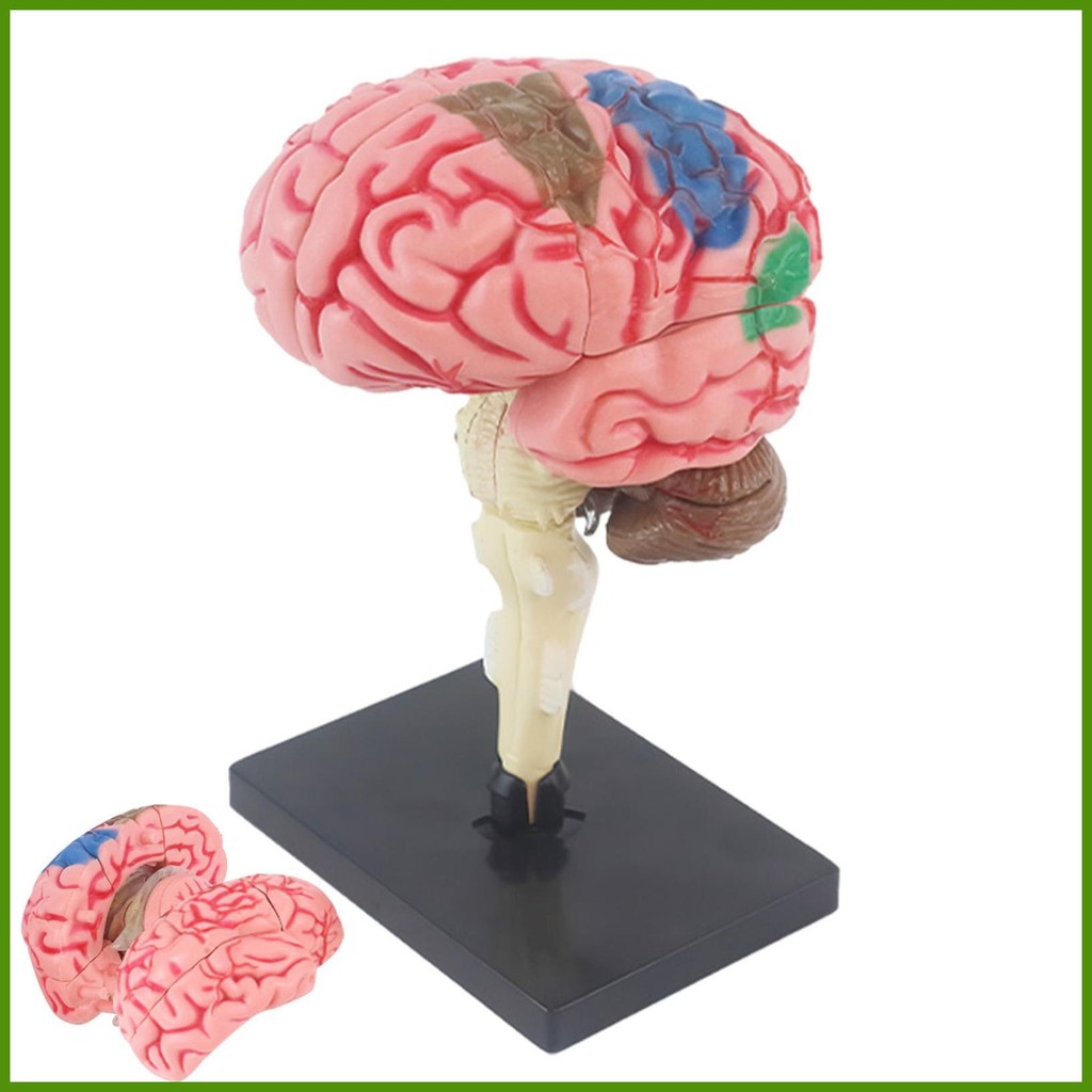 3D Brain Model Anatomical Model with Display Base DIY Color-Coded ...