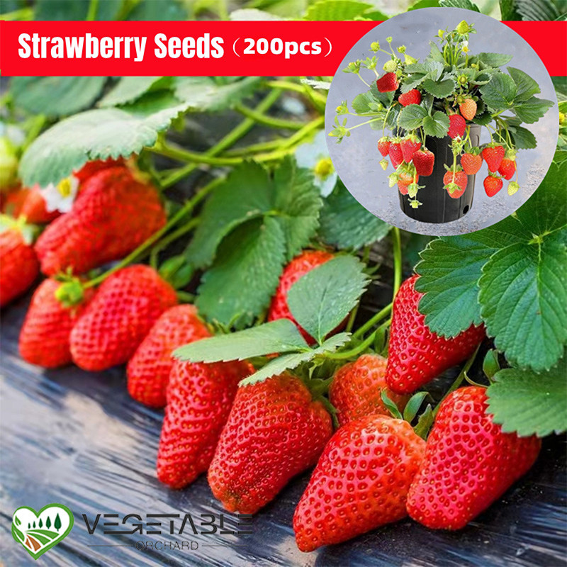 200seeds Giant Strawberry Seeds for Planting-Strawberry Fruit Plants ...