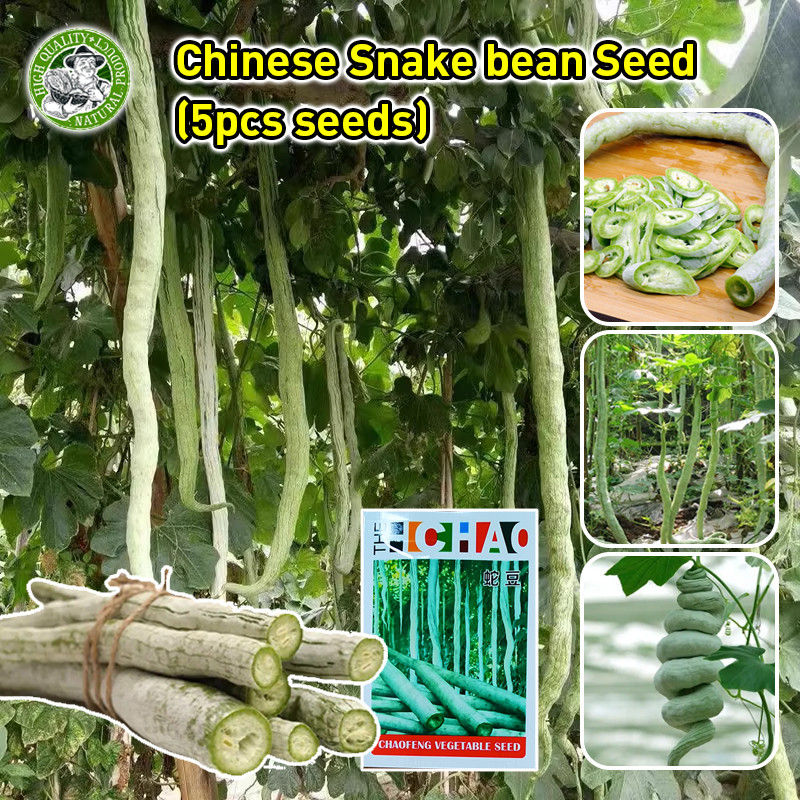 100% Organic Giant Long Snake Gourd Seeds - F1 Hybrid Vegetables Seeds ...