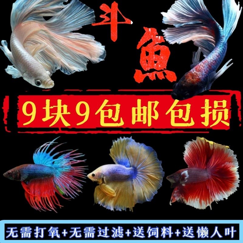 Live Aquarium Fish Thai Betta Horse Tail Lion King Half Moon Small Fish ...