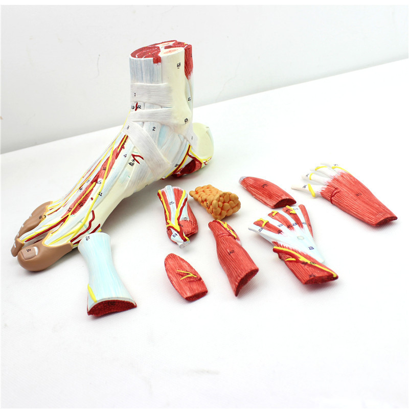 Human Foot Muscle Attached Neurovascular Foot Layer Anatomy Foot Joint ...