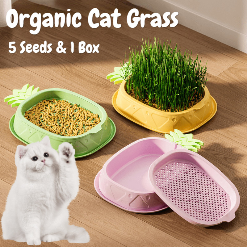 Organic Cat Grass Seed Hydroponic Potted Cat Treat Soilless Planting ...