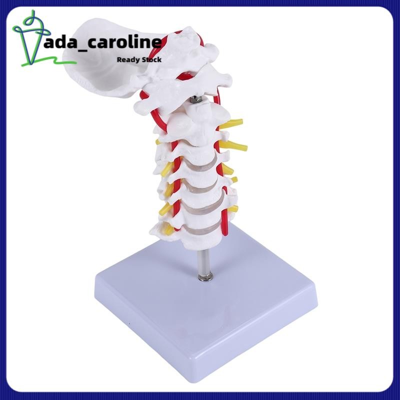 【Ada_Caroline】Cervical Vertebra Arteria Spine Spinal Nerves Anatomical ...