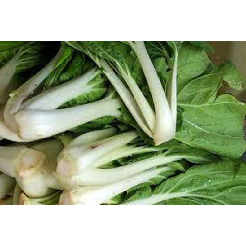 30PCS Pechay seeds Filipino variety of mild Chinese cabbage- Pai-Tsai ...