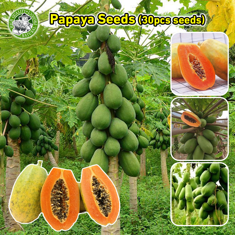 Original Sweet Dwarf Papaya Seeds - Bonsai Papaya Plant Seeds for ...