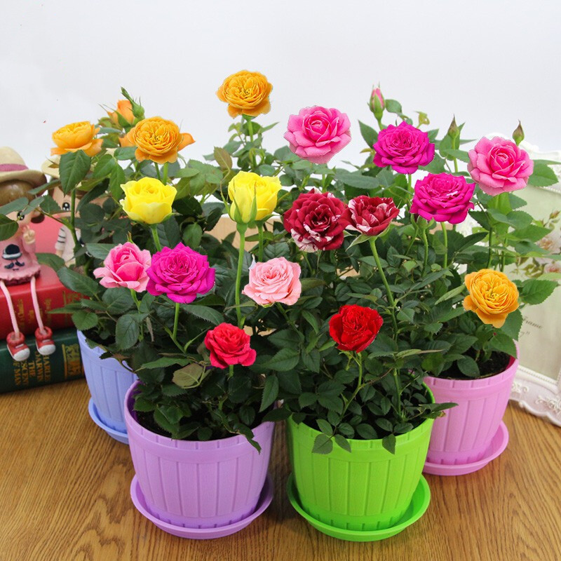 [100% Original Seed] 50pcs Colorful Rose Seeds for Planting Flowers ...