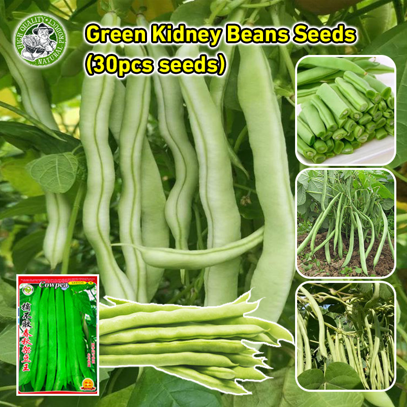 High Yield Organic Green Kidney Beans Seeds F1 Hybrid Green Beans Seeds ...