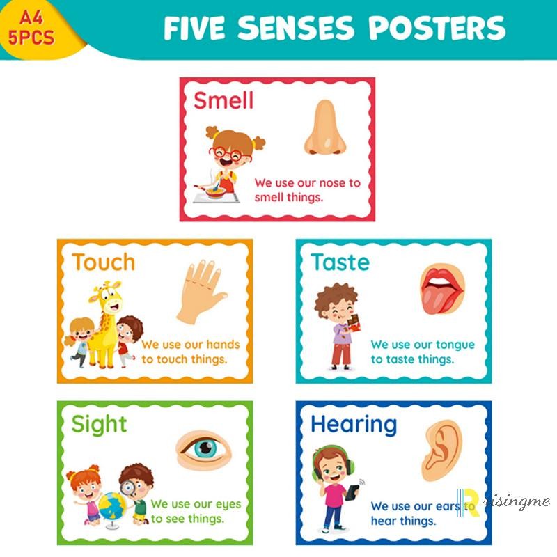 [Risingme] 5 PCS English Five Senses Posters Classroom Decoration ...