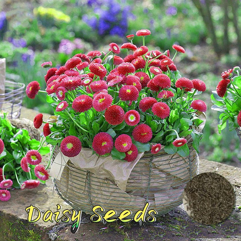 [Easy to grow in Philippines] Daisy Seeds for Planting (Mixed Color 20 ...