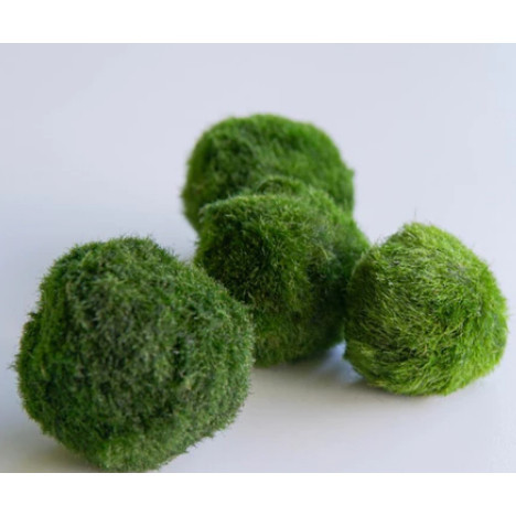 Moss Ball 3-4cm Beginner Aquarium Aquascaping Live Plant Batch 4 ...