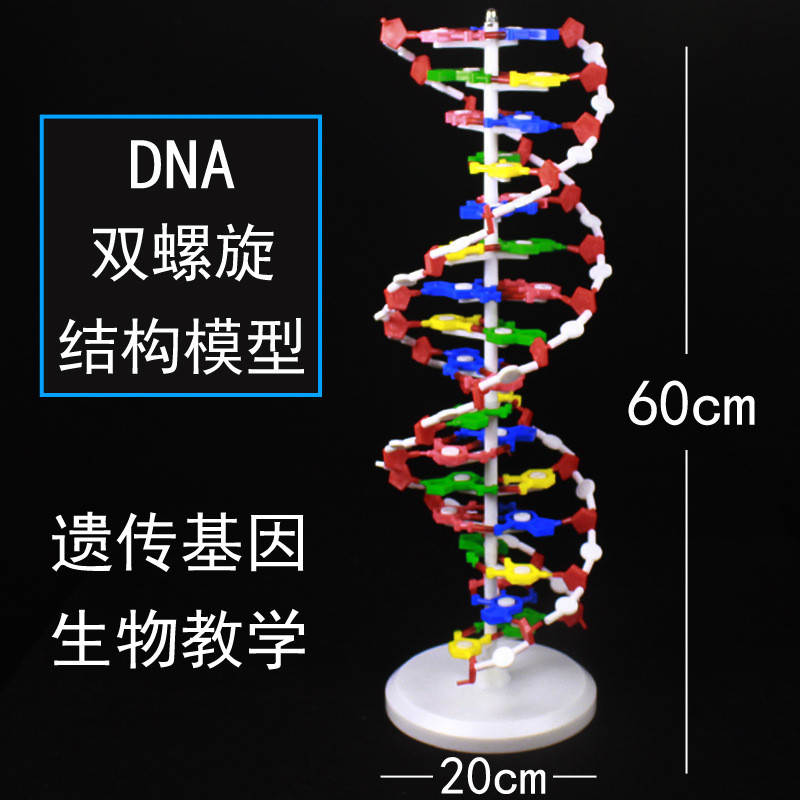 DNA Double Helix Structure Model Molecular Structure Model Base Pair Genetic Gene Biological ...