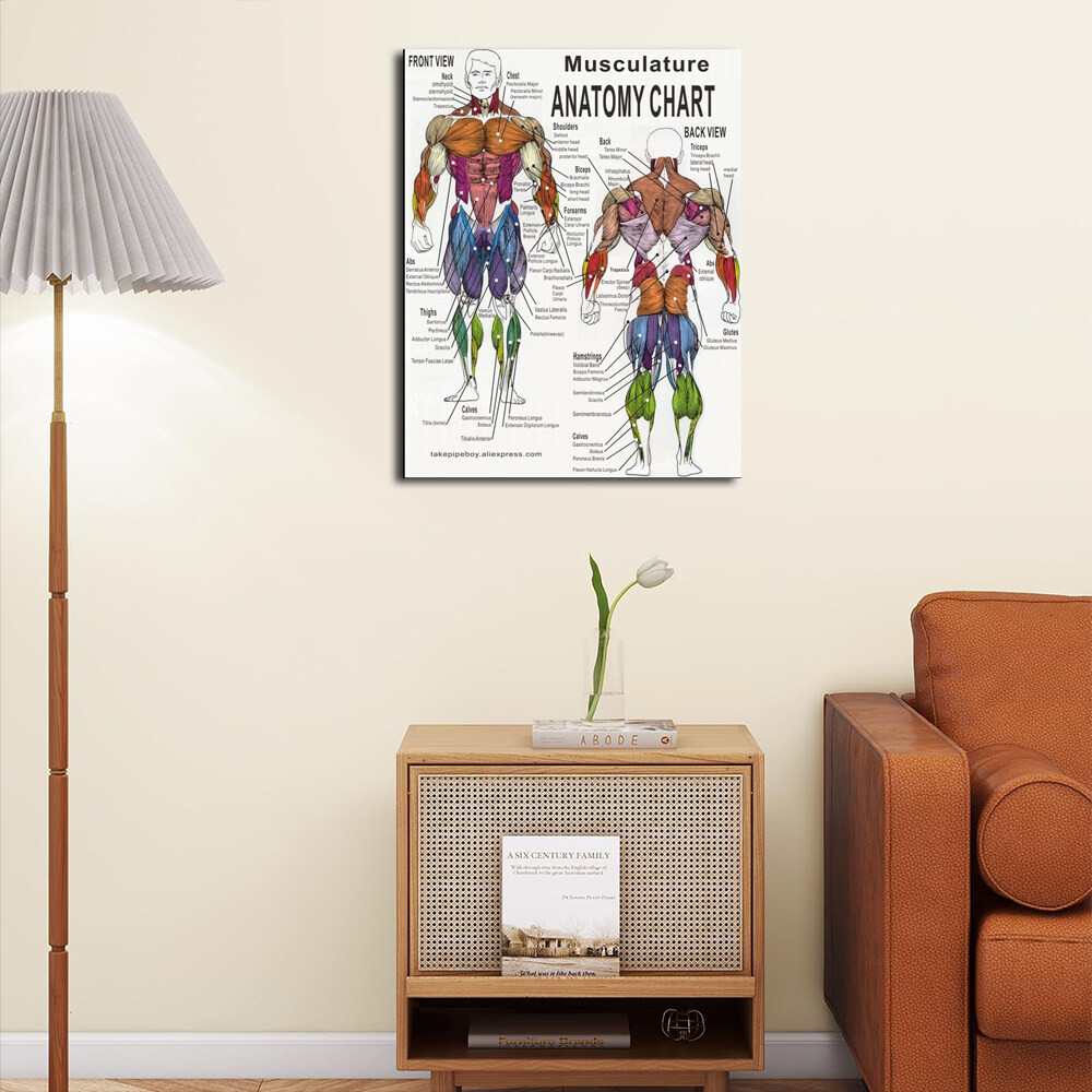 Muscle System Anatomy Poster Chart Human Body Education | Shopee ...
