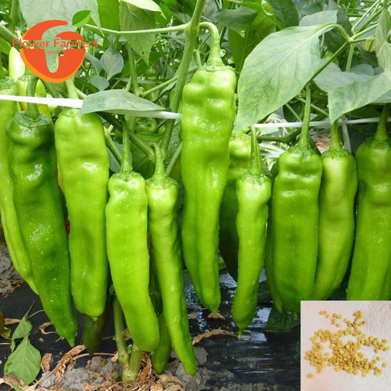 100 Seeds Chinese Big Green Chilli/Siling Haba/Sili Panigang Seeds ...