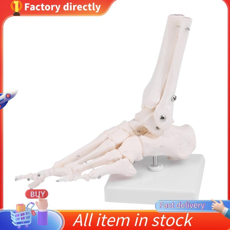 In stock-Human Skeleton Foot Anatomy Model Foot and Ankle with Shank ...