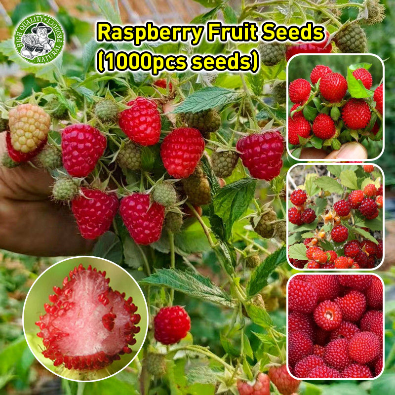 100% Fresh Raspberry Seeds for Planting & Gardening Natural Growth ...
