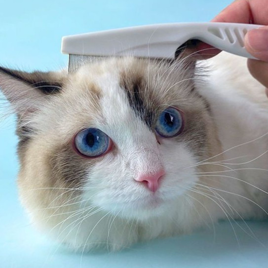 Pet Cat Dog Mouth Hair Comb Fine Tooth Small Row Comb Face Comb Tidy-up ...