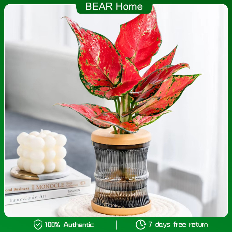 Hydroponic Pot Transparent Water Planting Vase Stylish Propagation Pot ...