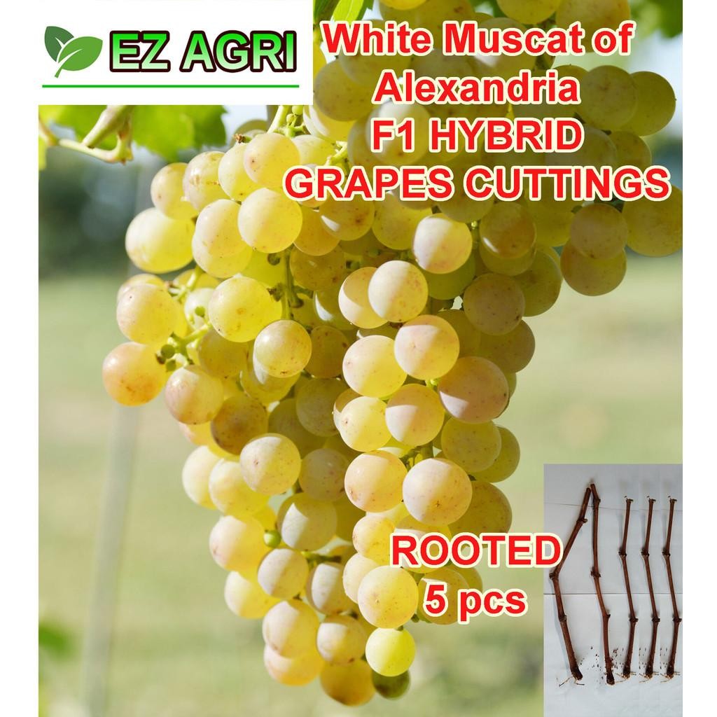 5 pcs rooted callus grapes cuttings WHITE MUSCAT OF ALEXANDRIA GRAPE ...
