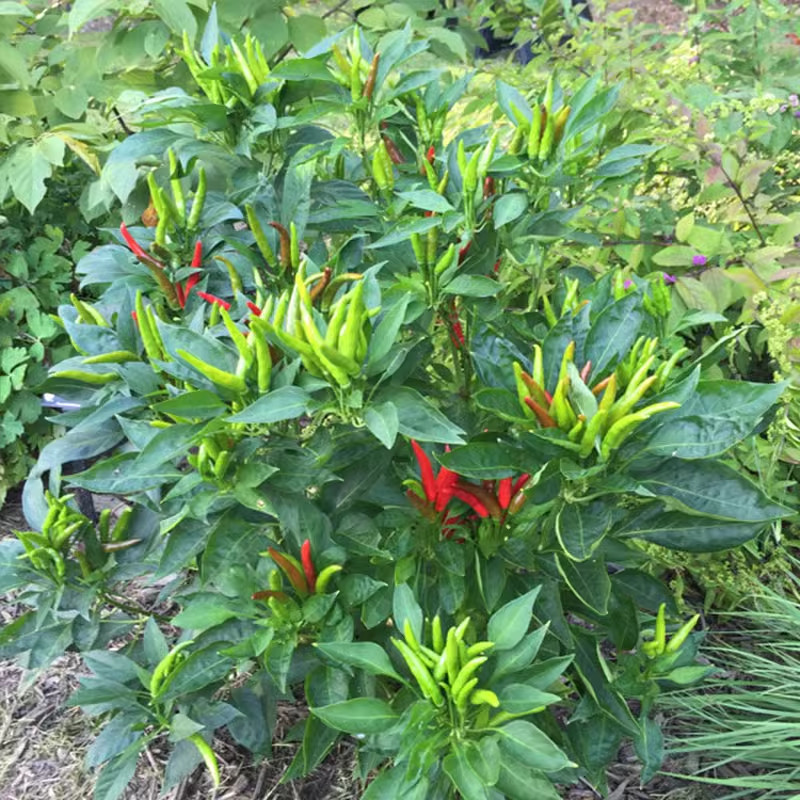 50 Seeds/pack Siling Labuyo Hybrid - Hot Pepper Taiwan Chili / Siling ...