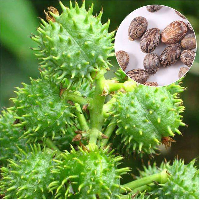 Great Description About Castor Seeds For Sale