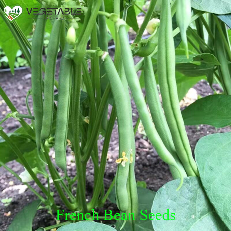 Bean Seeds for Planting Vegetables Plants (5 Seed) French Beans String ...