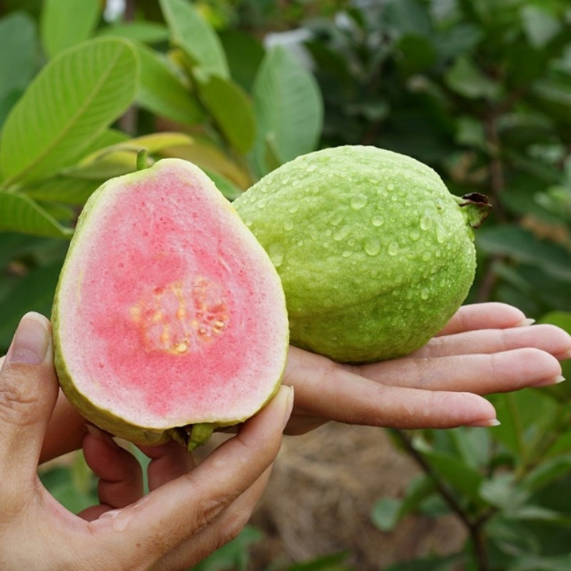 30PCS/PACK Guava Seeds for Planting-Live organic Fruit seeds High ...