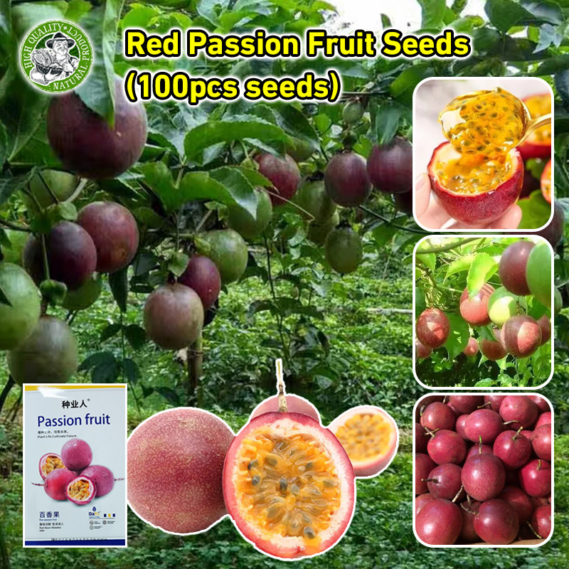 High Yield Organic Red Passion Fruit Seeds for Planting Legit Rare ...