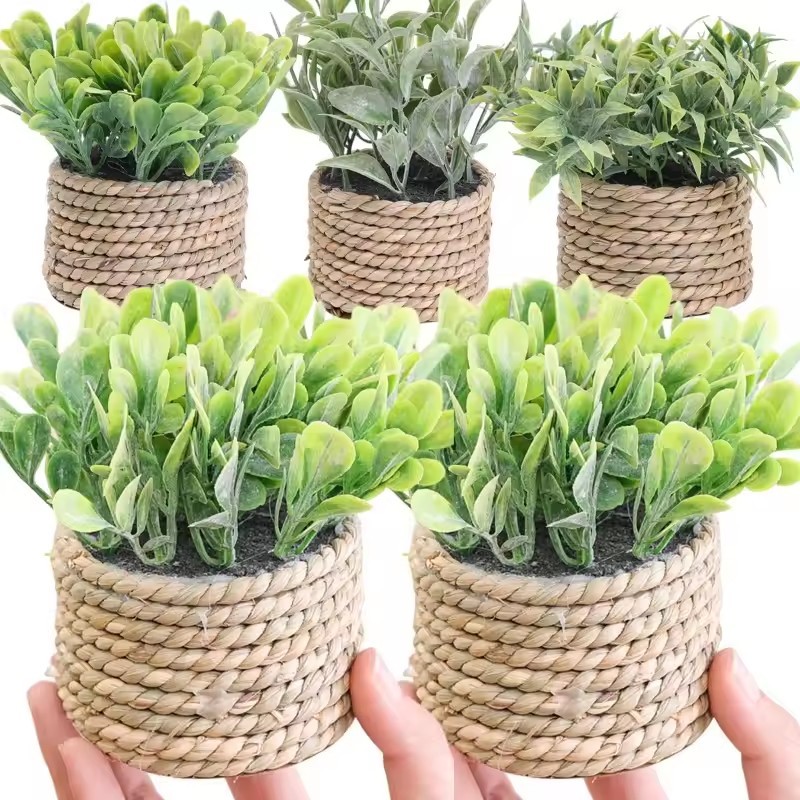 Mini Fern Grass Tuft - Small Grass Potted Plant - For Home Living Room ...