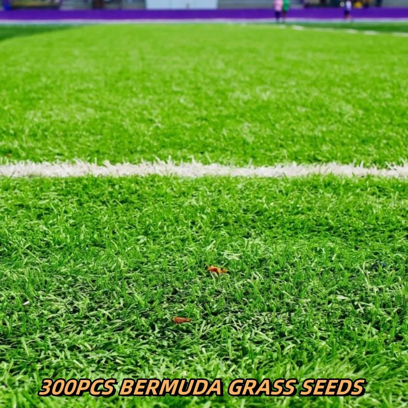 100PCS/PACK Bermuda Grass Seeds-Outdoor lawn seeds Gardening Green ...