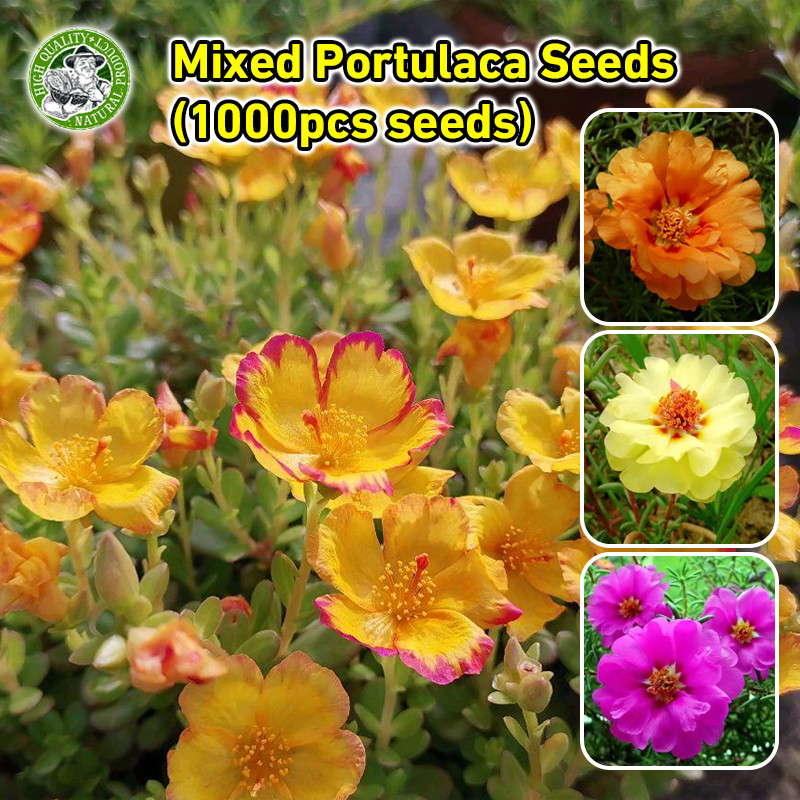 High Quality Double Petal Portulaca Seed Moss Rose Flower Seeds for ...
