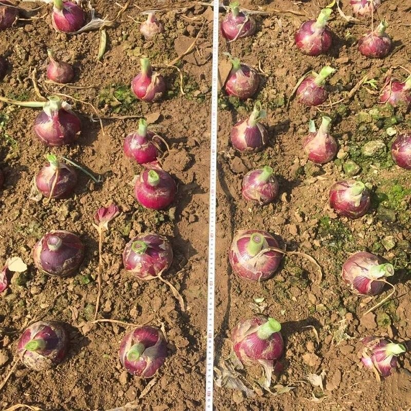 20SEEDS RED ONION SEEDS/Red Hawk Variety/HIGH YIELD/HYBRID/EASY TO GROW ...