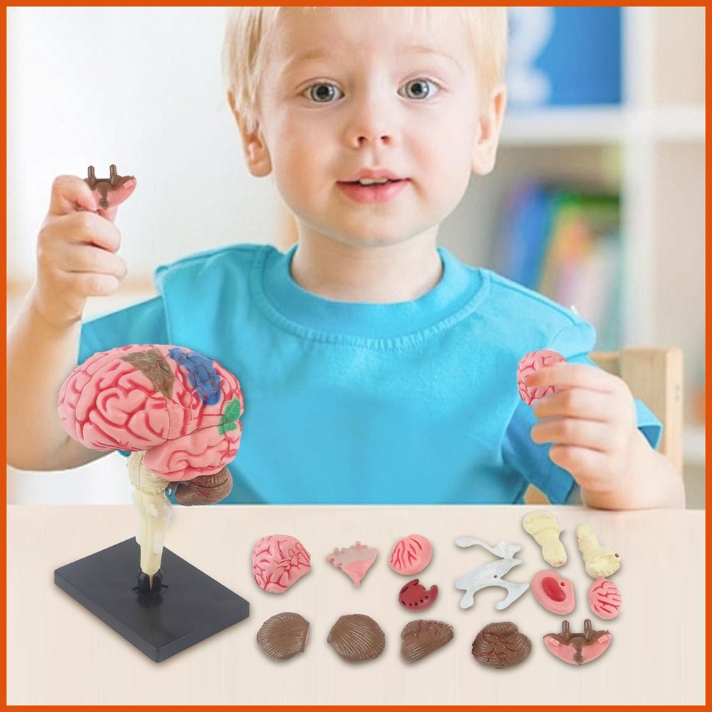 3D Brain Model Brain Anatomical Model Teaching Model with Display Base ...