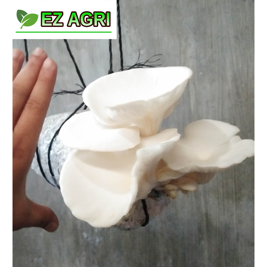 big Giant white oyster mushrooms quality fruiting bag - Seedling bag ...