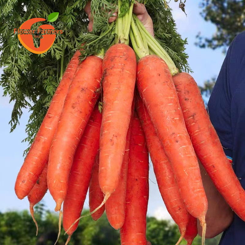 1000 seeds Kuroda Carrot Vegetable Seeds - High Germination | Shopee ...