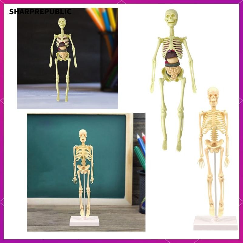 [Sharprepublic] Human Body Model, Science for Kids, Human , Skeleton ...