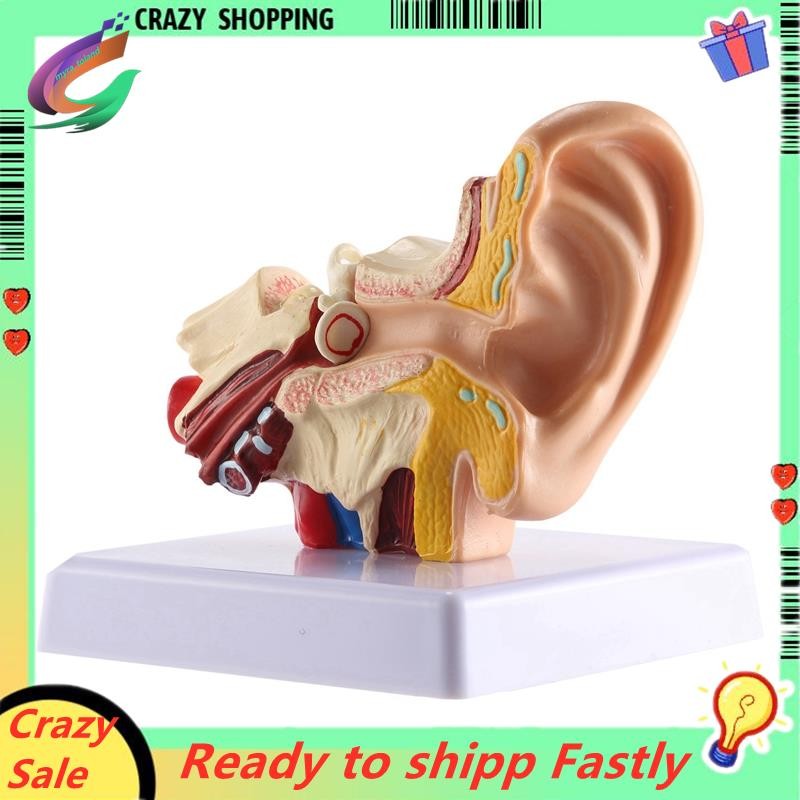 1.5X Human Ear Anatomy Model - Professional Desktop Inner Ear Structure ...