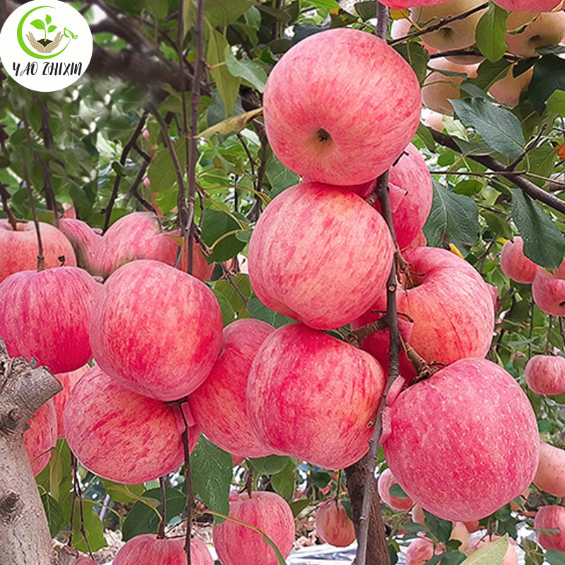 50Seeds/Pack Apple Tree Seeds Garden And Home Potted Fruit Red Apple ...