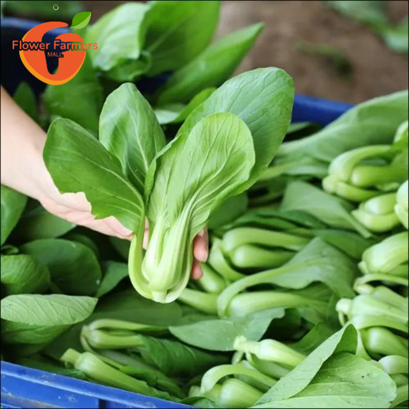 (500 SEEDS/PACK) CHINESE PECHAY/PAKCHOI SEEDS/CHOY F1/PAK-CHOY/FOR ...