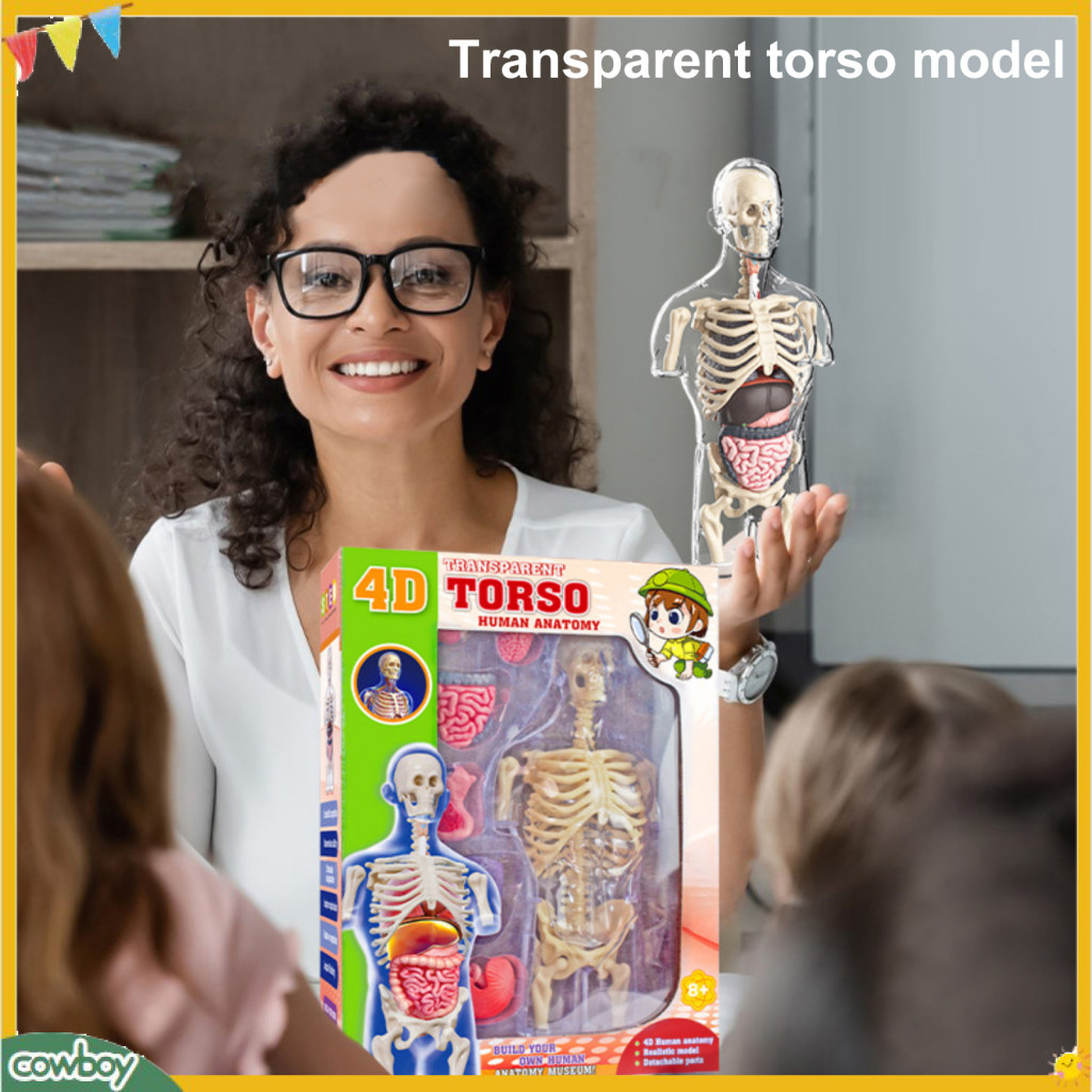 cowboy| Anatomy Assembly Toy Educational Anatomy Model Transparent Body ...