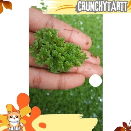 NOW READY bibit azolla 200gr benih azola microphyla pakan ikan murah ...