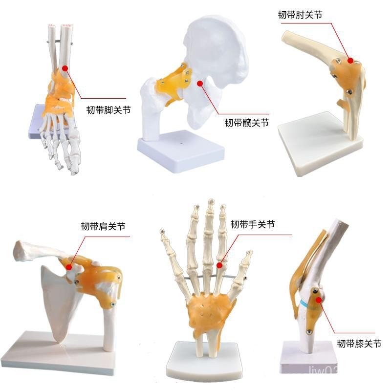 Hip Medical Toy Elbow Carpal Bone Knee Joint Orthopedic Ankle Shoulder ...