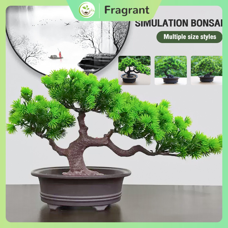 Chinese Zen inspired imitation of real and fake welcoming pine, potted ...