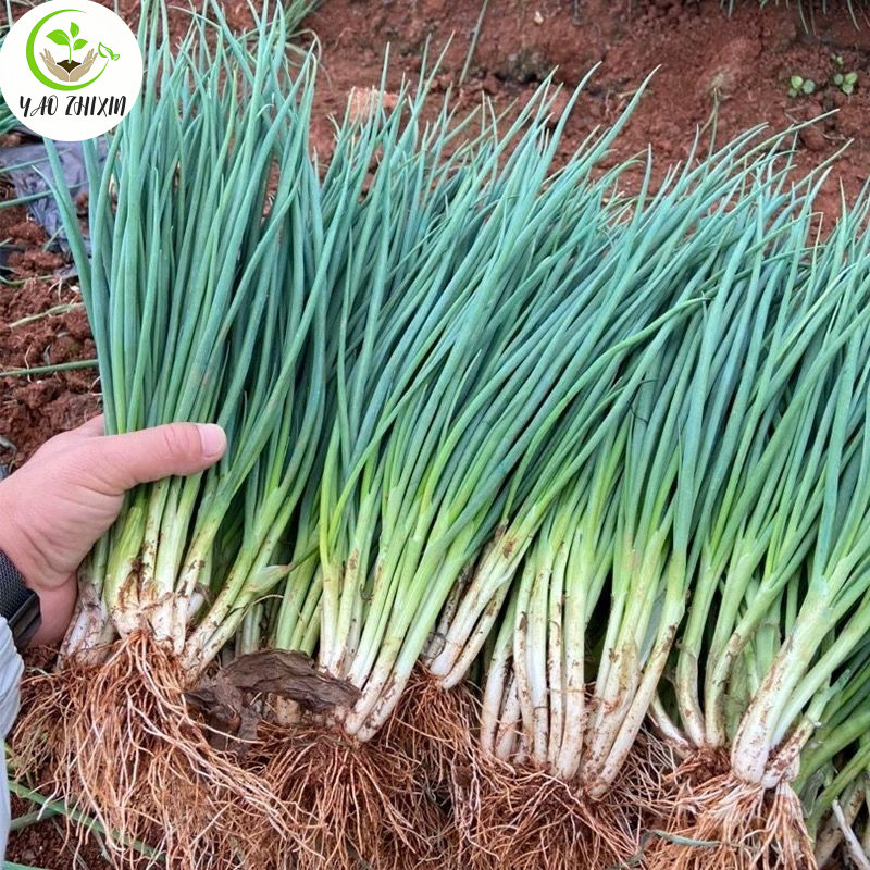 Dahon Ng Sibuyas Seeds - (500Seeds/Pack）Onion Sibuyas Dahon Seeds/Ramgo ...