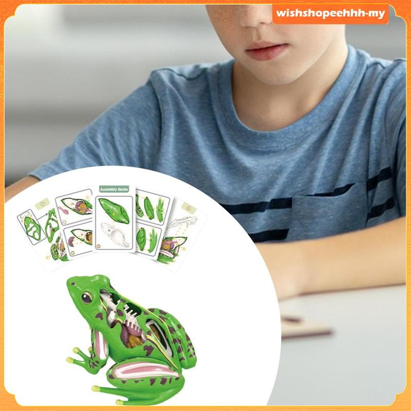 [WishshopeehhhMY] 4D Frog Dissection Model Frog Organs and Body Parts ...